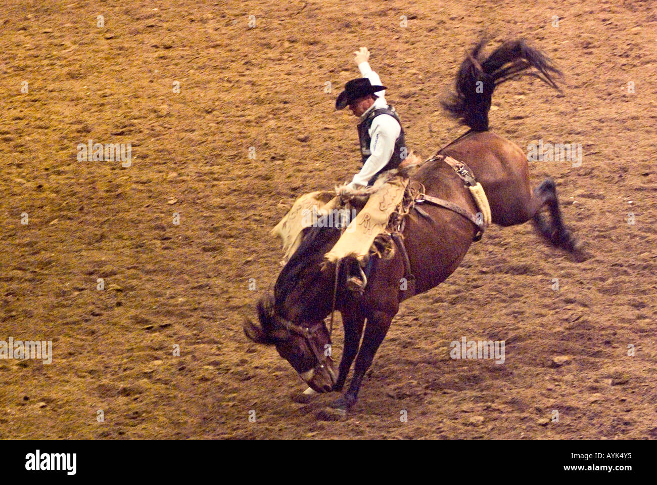 Cowboy riding a bucking bronco in mid air at the State Fair Stock Photo ...