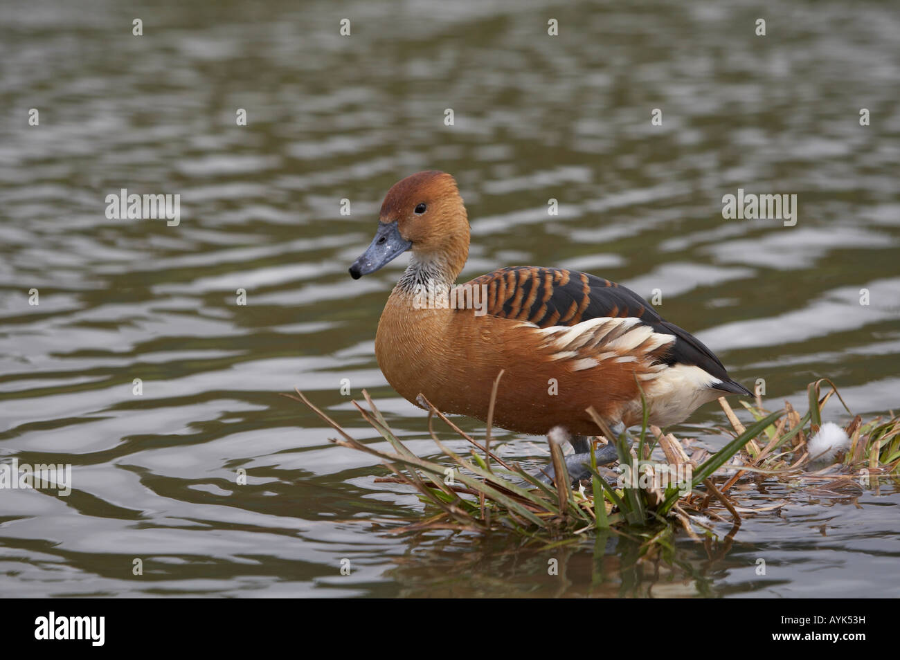 Fulvous Whistling Duck Stock Photo - Alamy