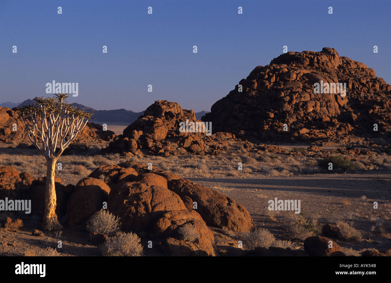 Quiver tree rocks in Namibian desert Stock Photo - Alamy