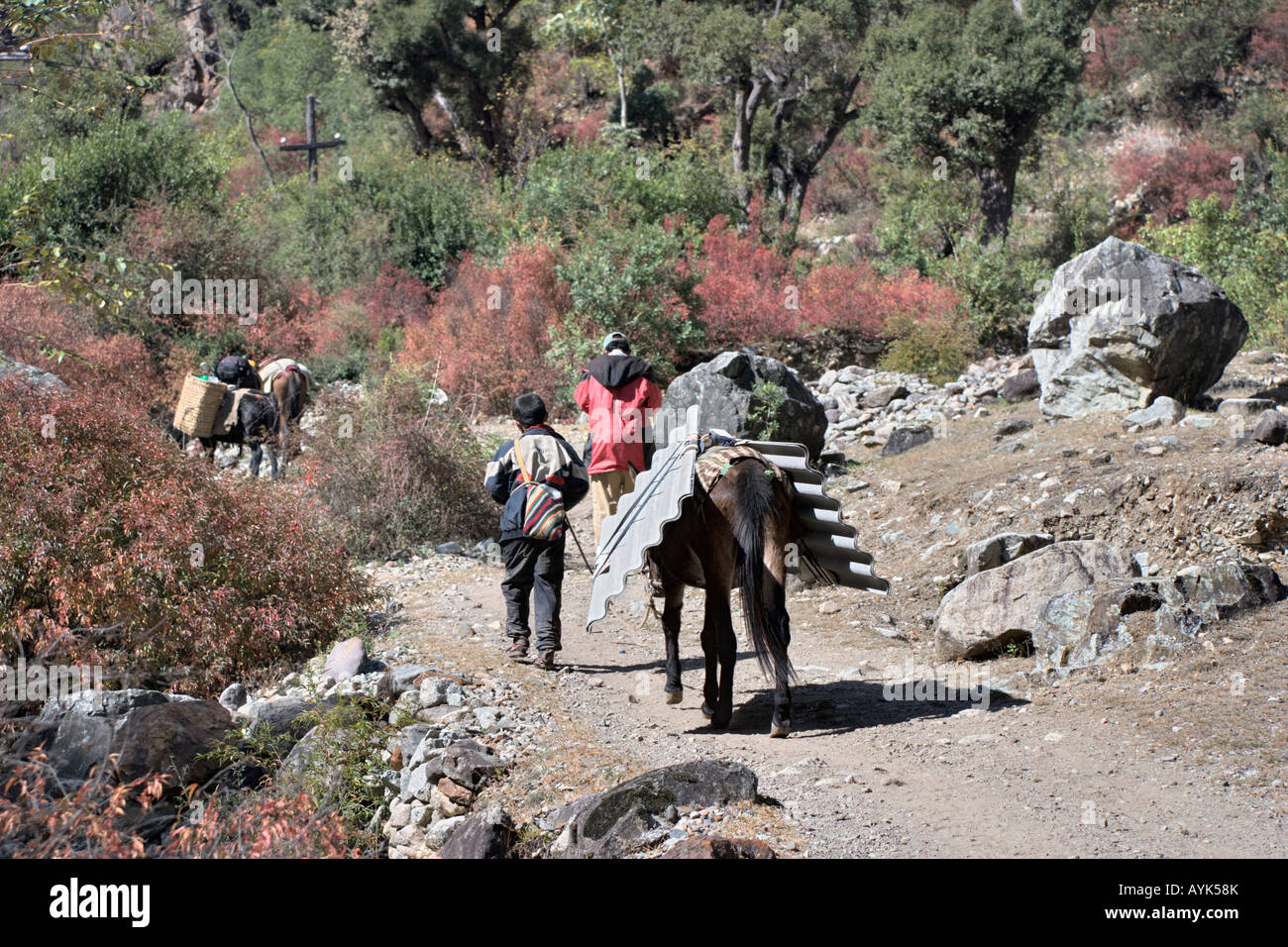 Pack horses hauling construction supplies to roadless Tibetan village ...