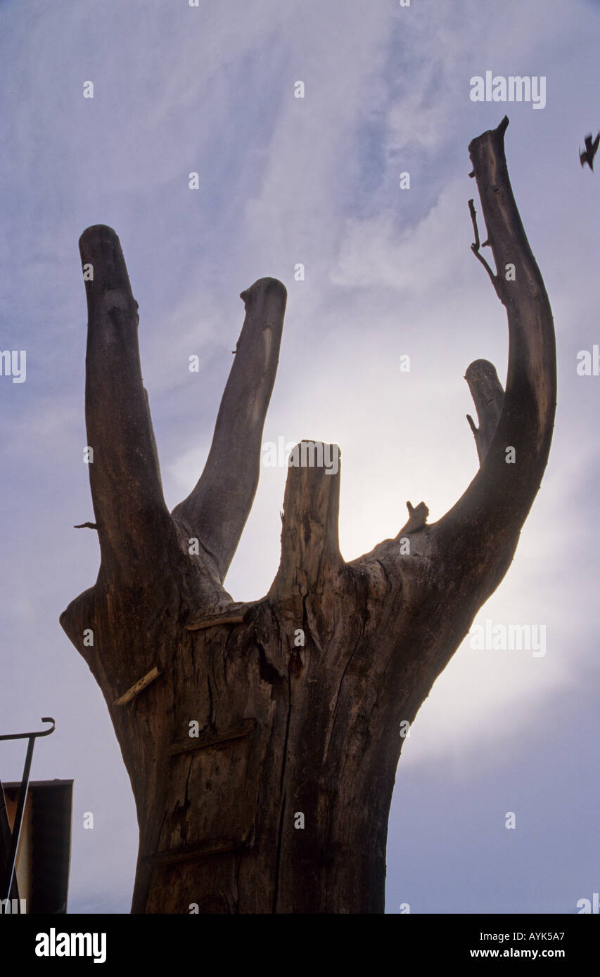 Prayer Tree 1 Stock Photo - Alamy