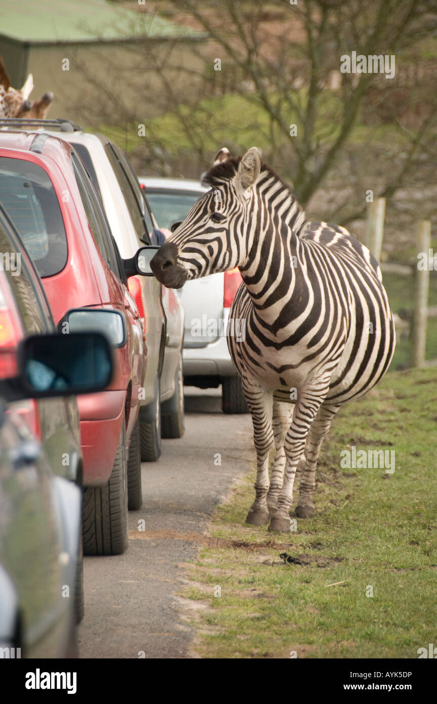 Safari park uk and cars hi-res stock photography and images - Alamy