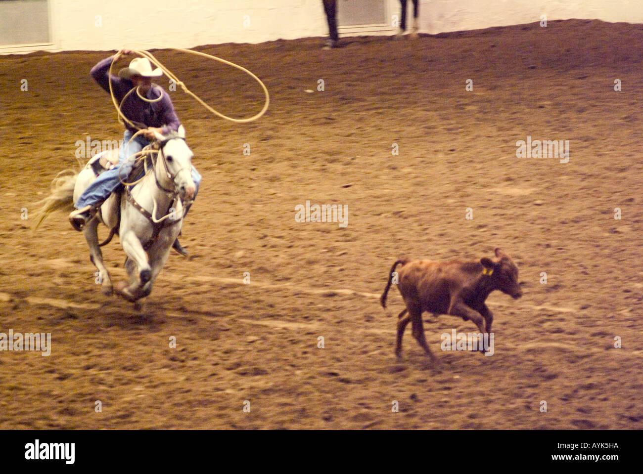 One cowboy riding a horse while roping hi-res stock photography and ...