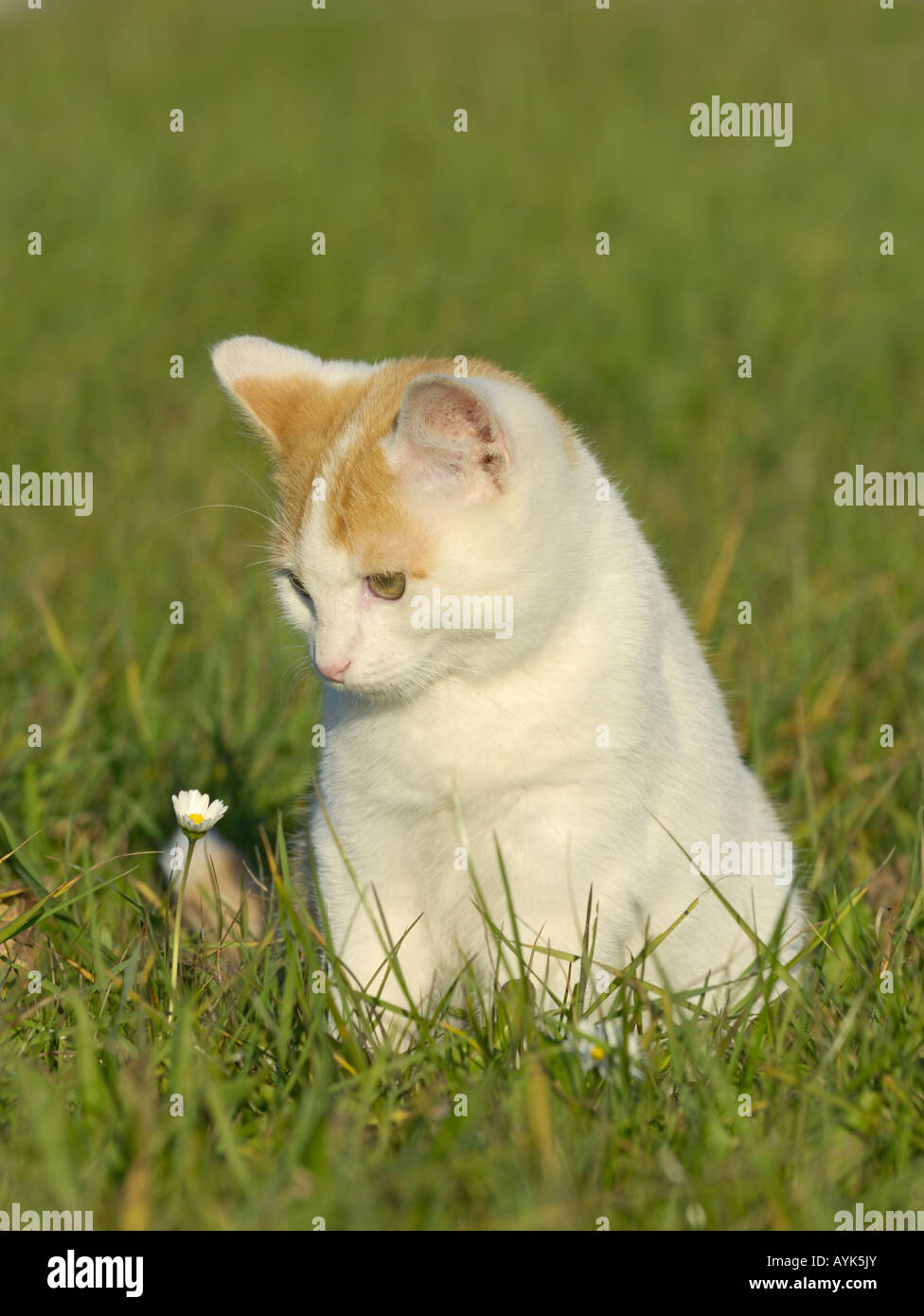 Animal bloom cat outdoor nice sweet hi-res stock photography and images ...