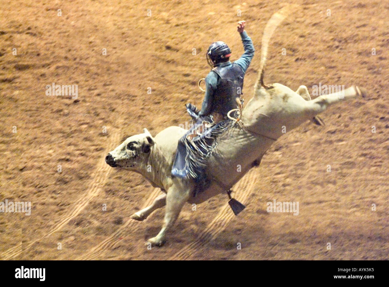 Rodeo cowboy riding untamed brahma bull hi-res stock photography and ...