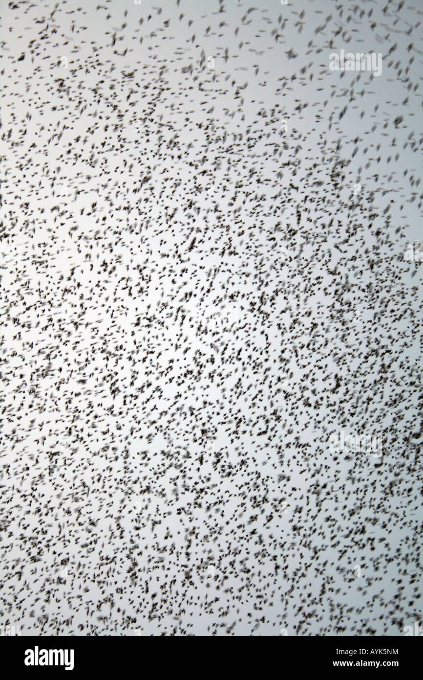 flock of starlings flying in sky Stock Photo - Alamy