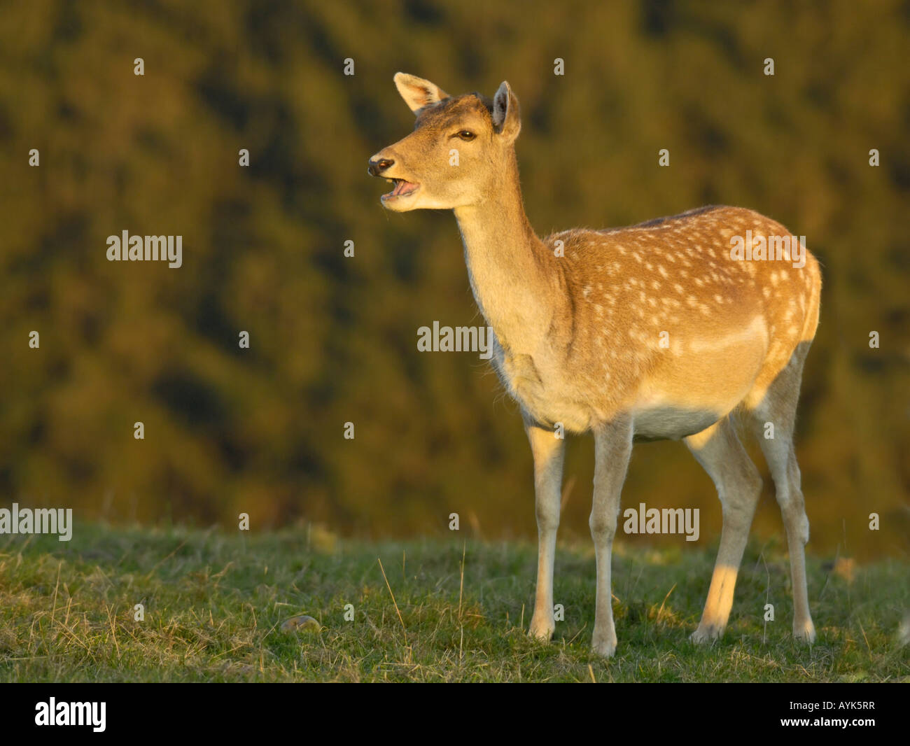 Fallow deer at evening light captured Stock Photo - Alamy