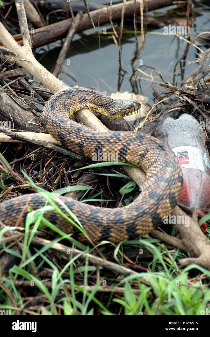 Swamp Water Snake