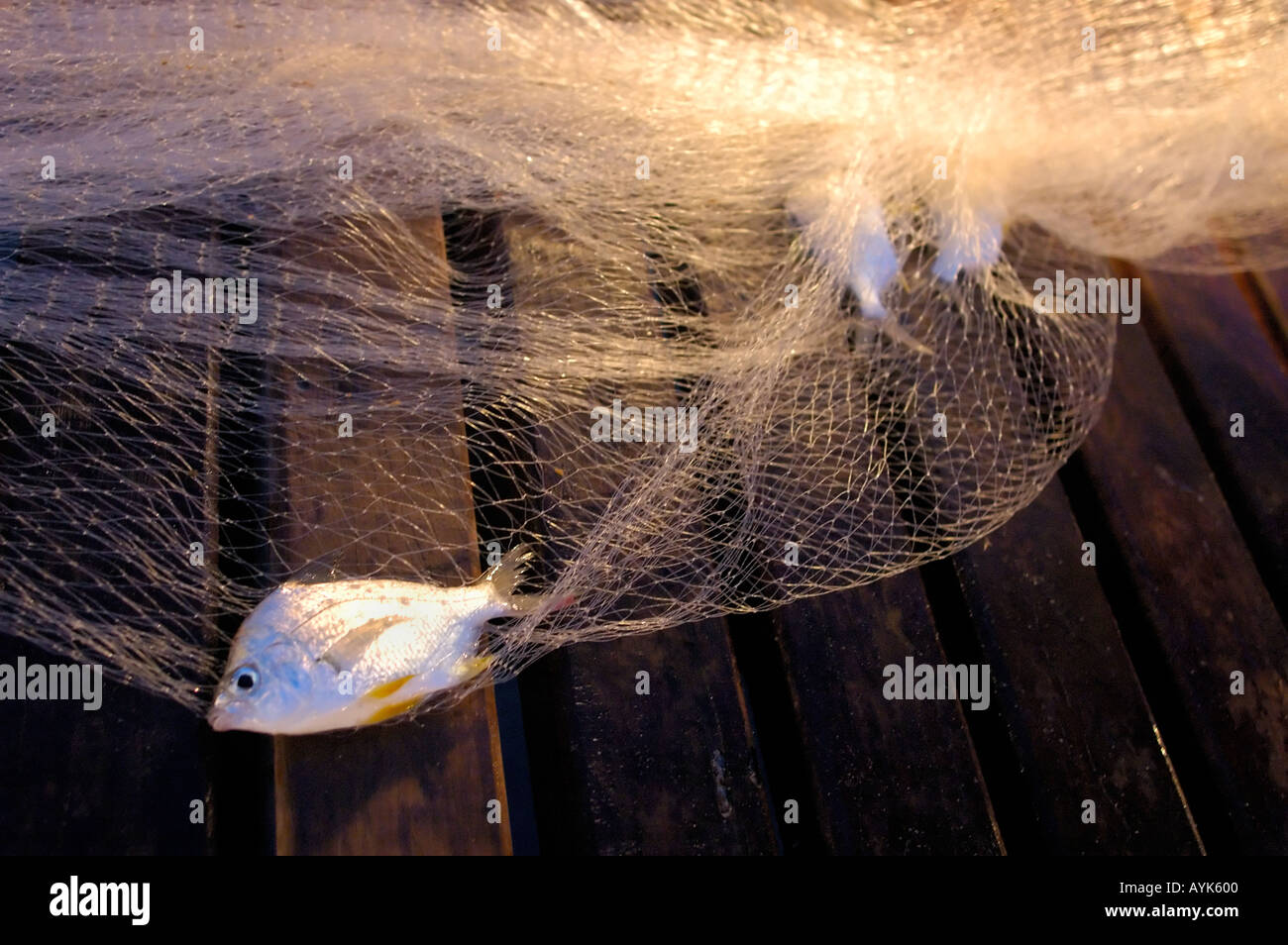 Air breathing fish hi-res stock photography and images - Alamy