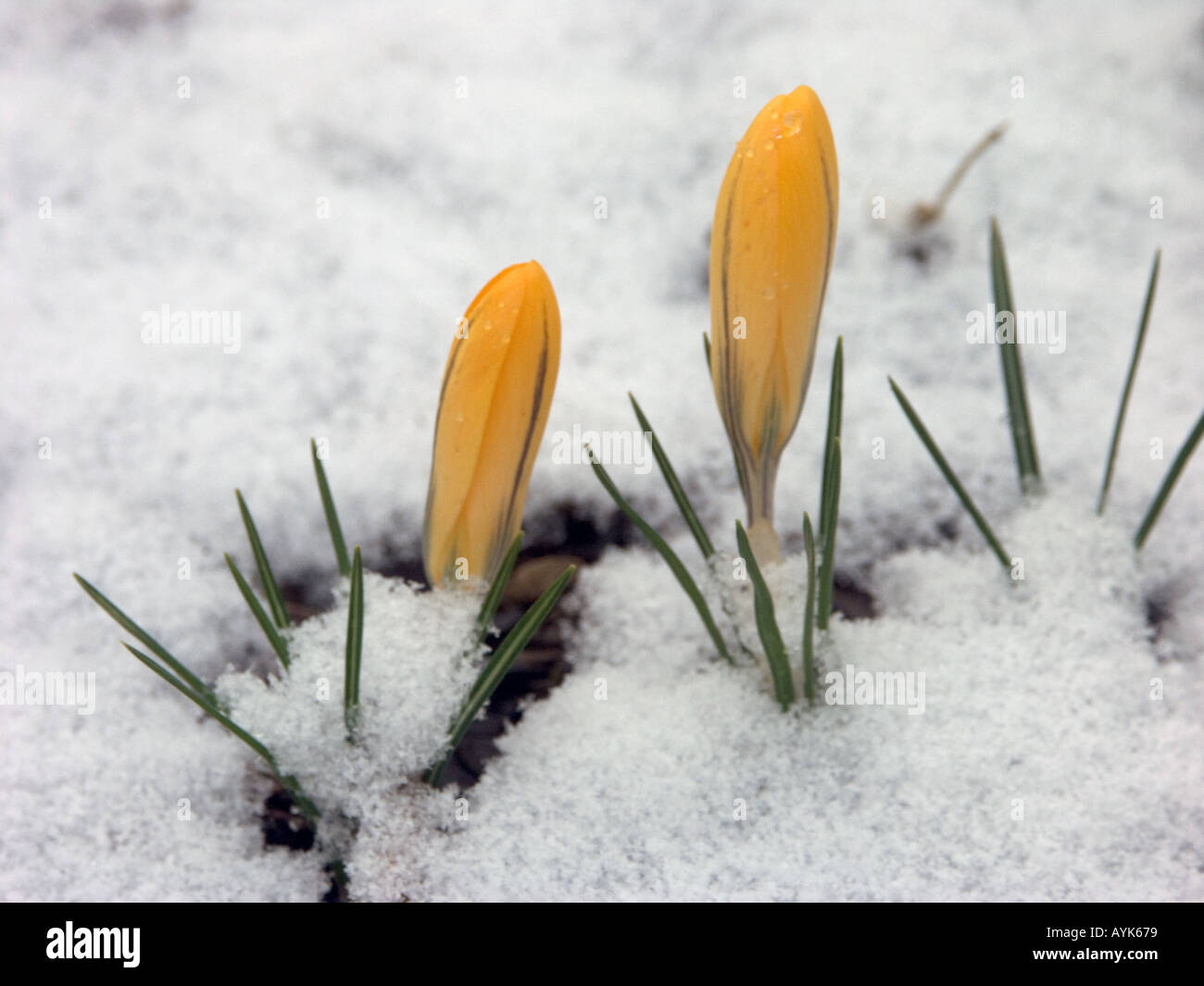 Yellow Crocus buds pushing through melting snow Stock Photo - Alamy