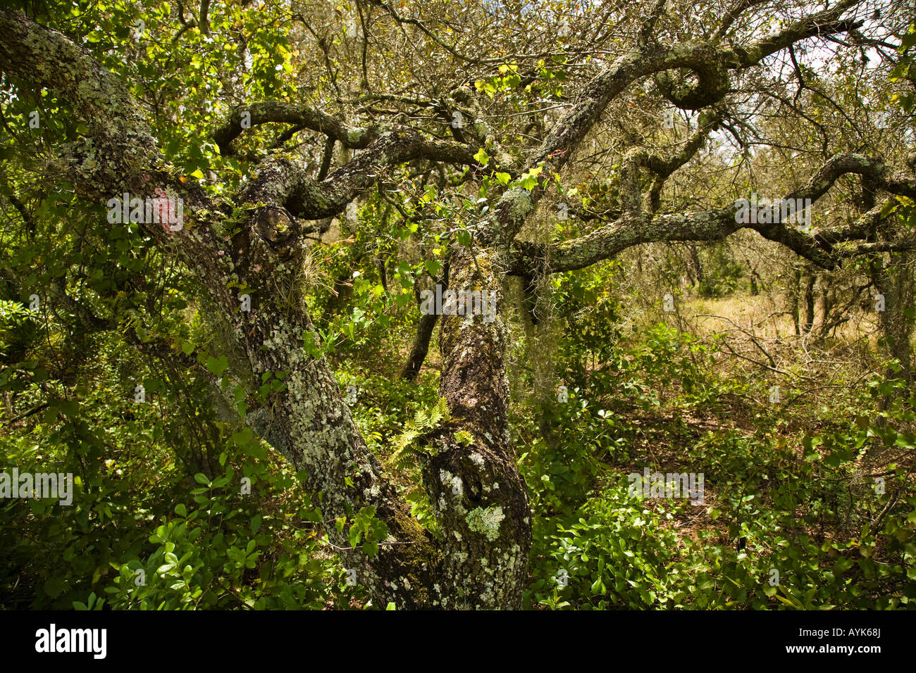Wild tree and green growth Florida USA Stock Photo - Alamy