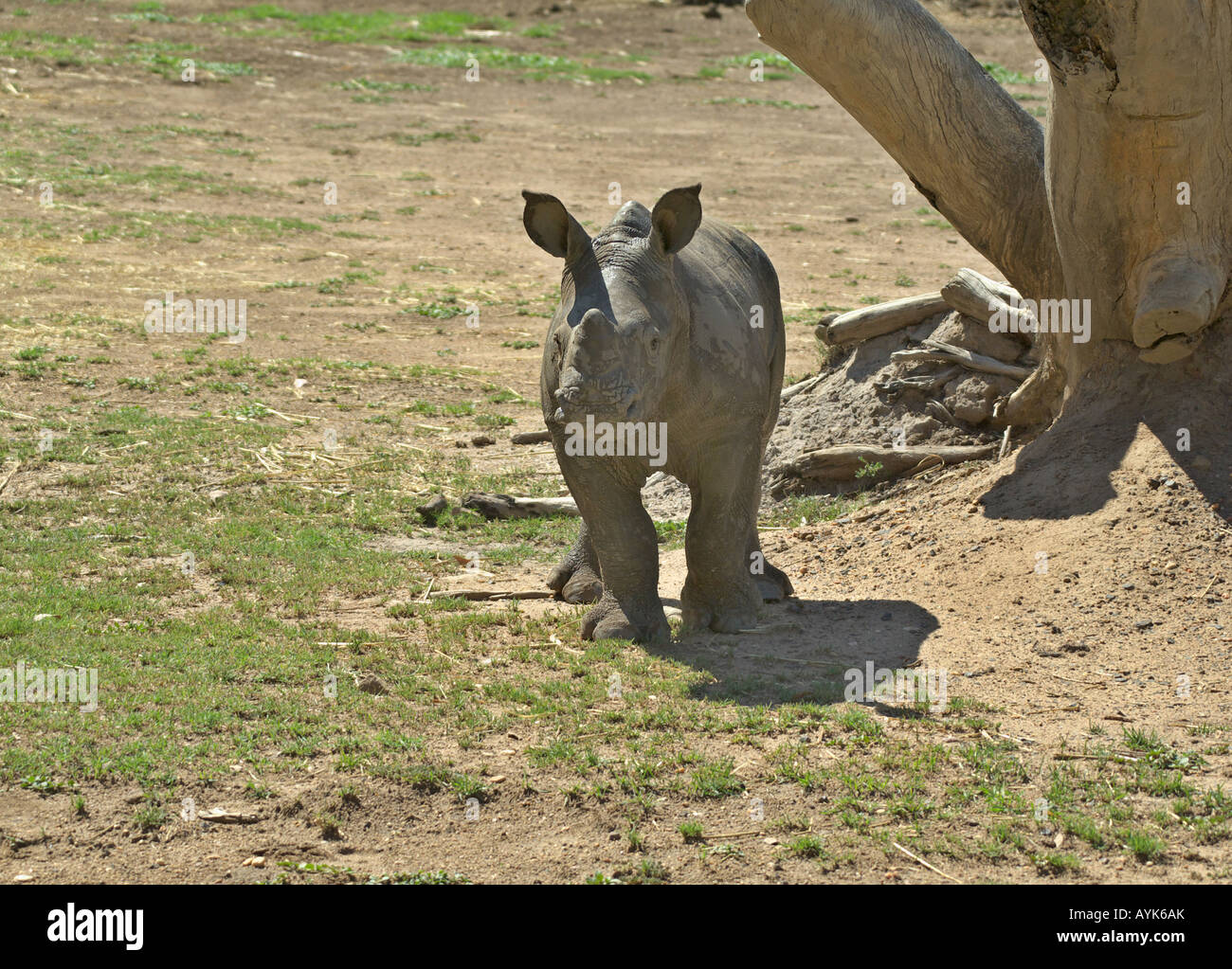 Rhino baby cute hi-res stock photography and images - Alamy