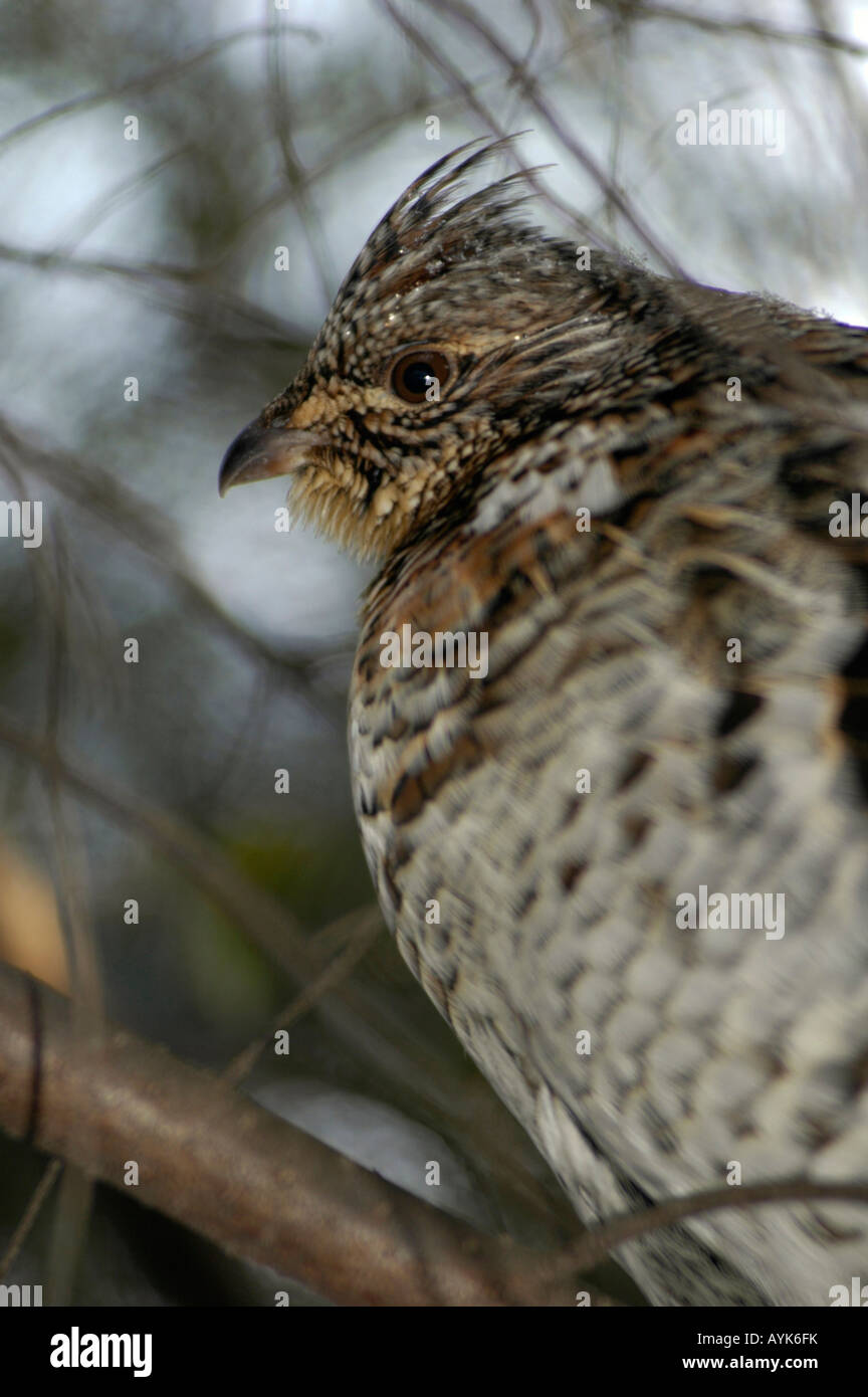 ruffed grouse in a tree Stock Photo - Alamy