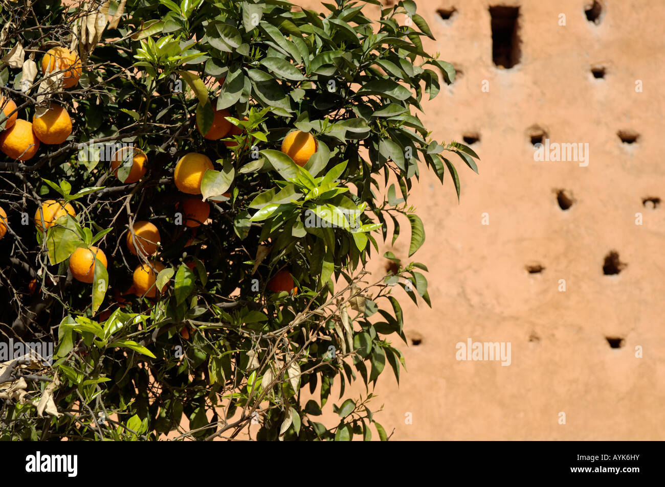 Orange tree against a orange sand wall in Marrakech, Morocco Stock ...