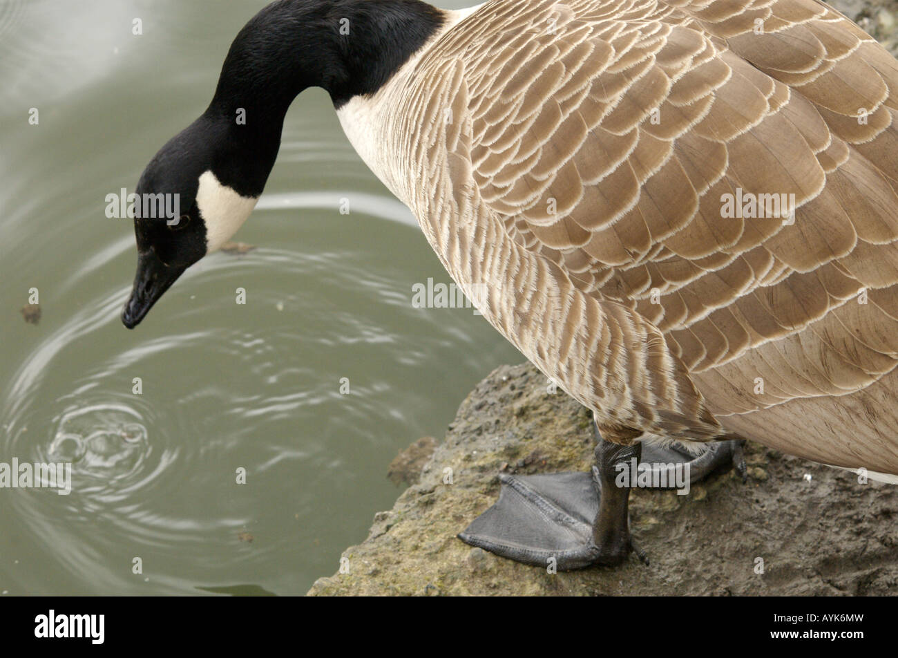 Animal bird swan birds feet hi-res stock photography and images - Alamy