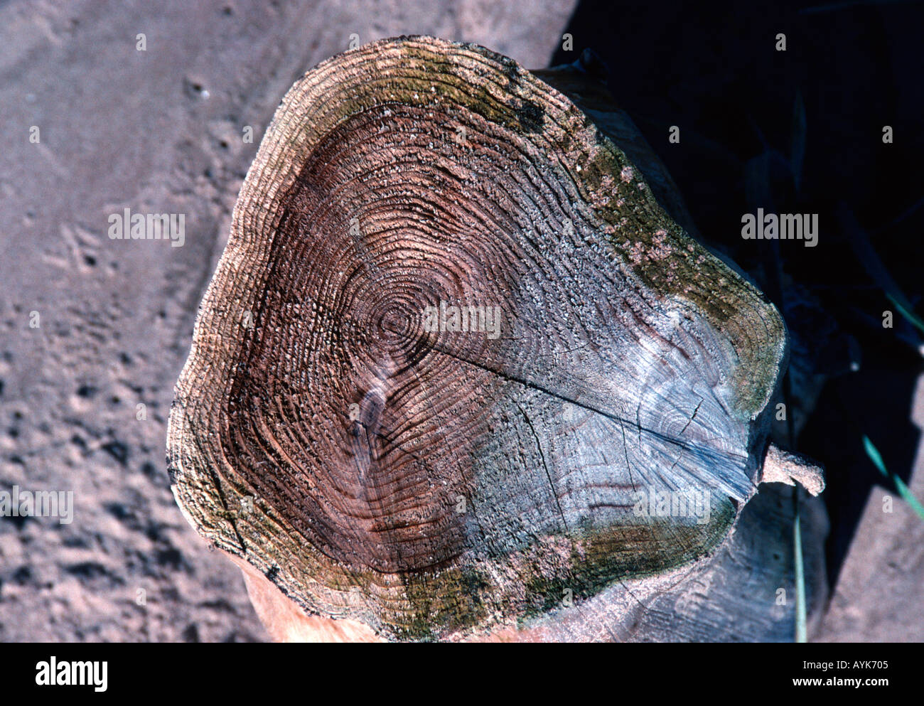 Detail of sawed tree stump, growth Rings Stock Photo - Alamy