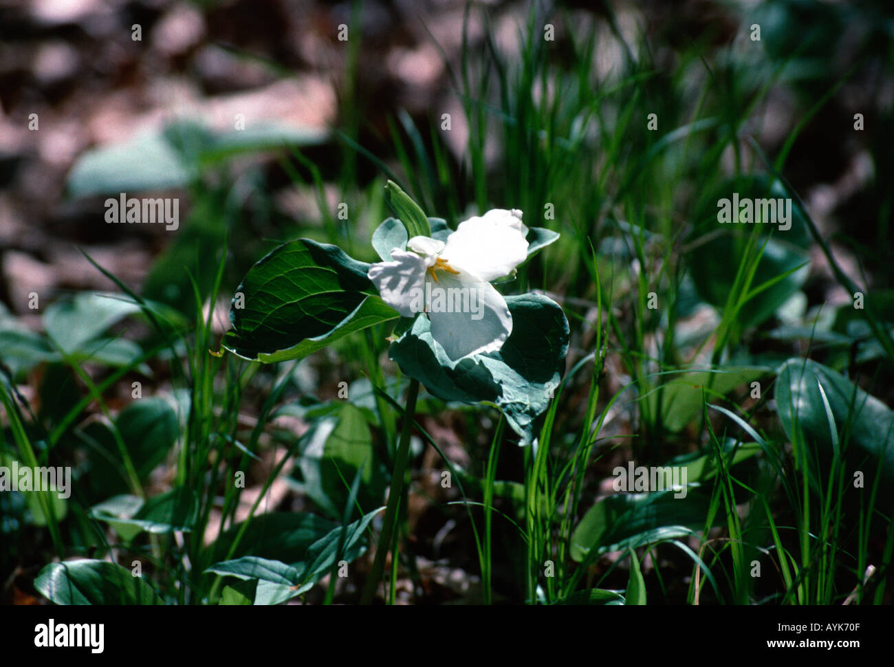 Large Flowered Trillium Stock Photo - Alamy