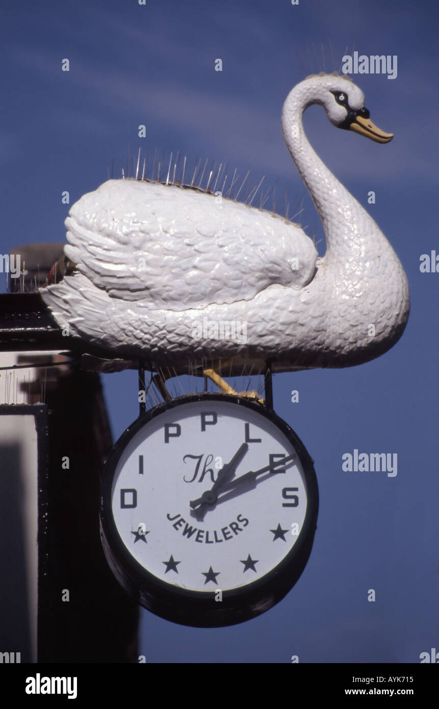 Pigeon deterrent anti fouling spikes placed on swan sign above clock ...