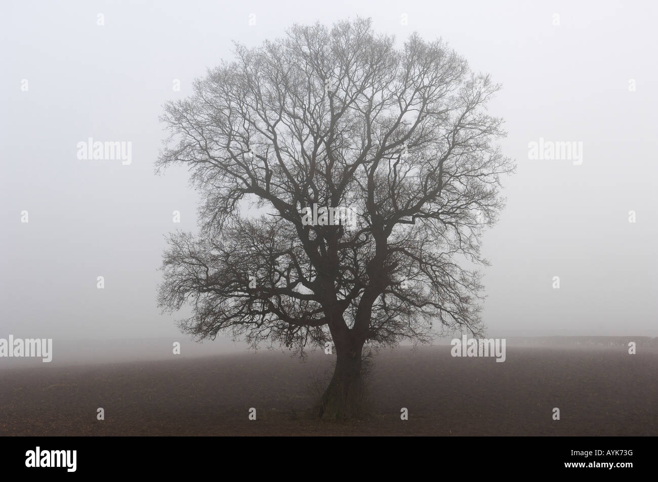 An oak tree in the mist Stock Photo - Alamy