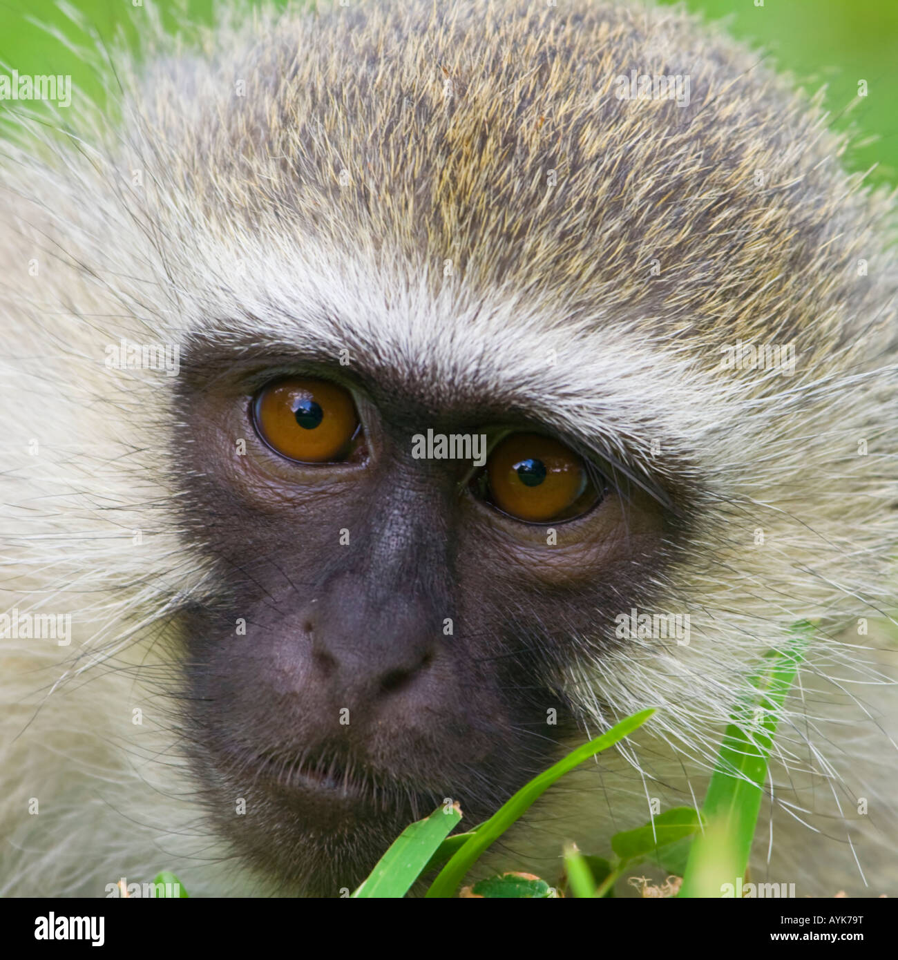 Close-up of a vervet monkey staring at the camera, from a low angle ...