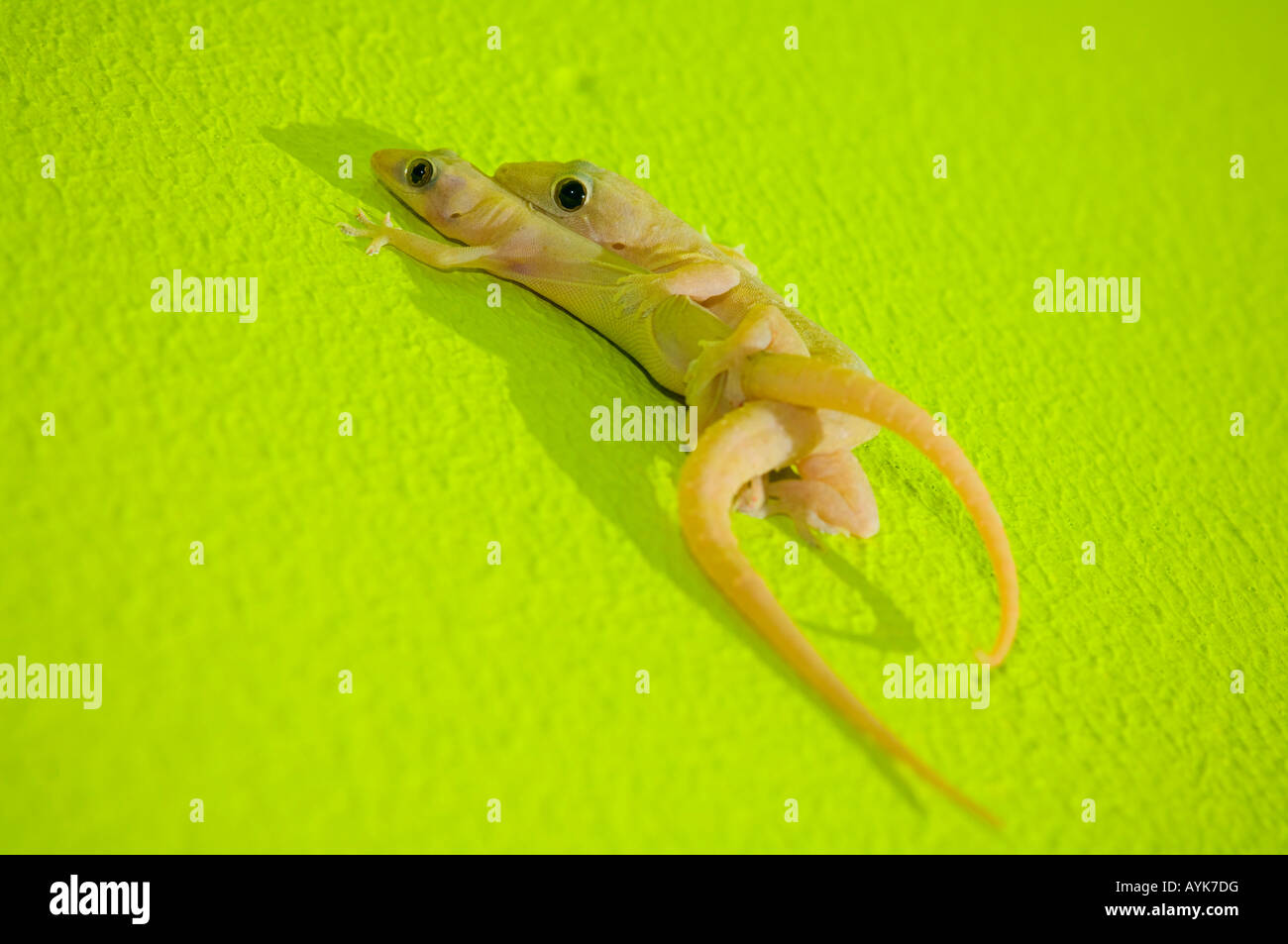 Two Indo-Pacific Geckos(Hemidactylus garnotii) mating Stock Photo - Alamy