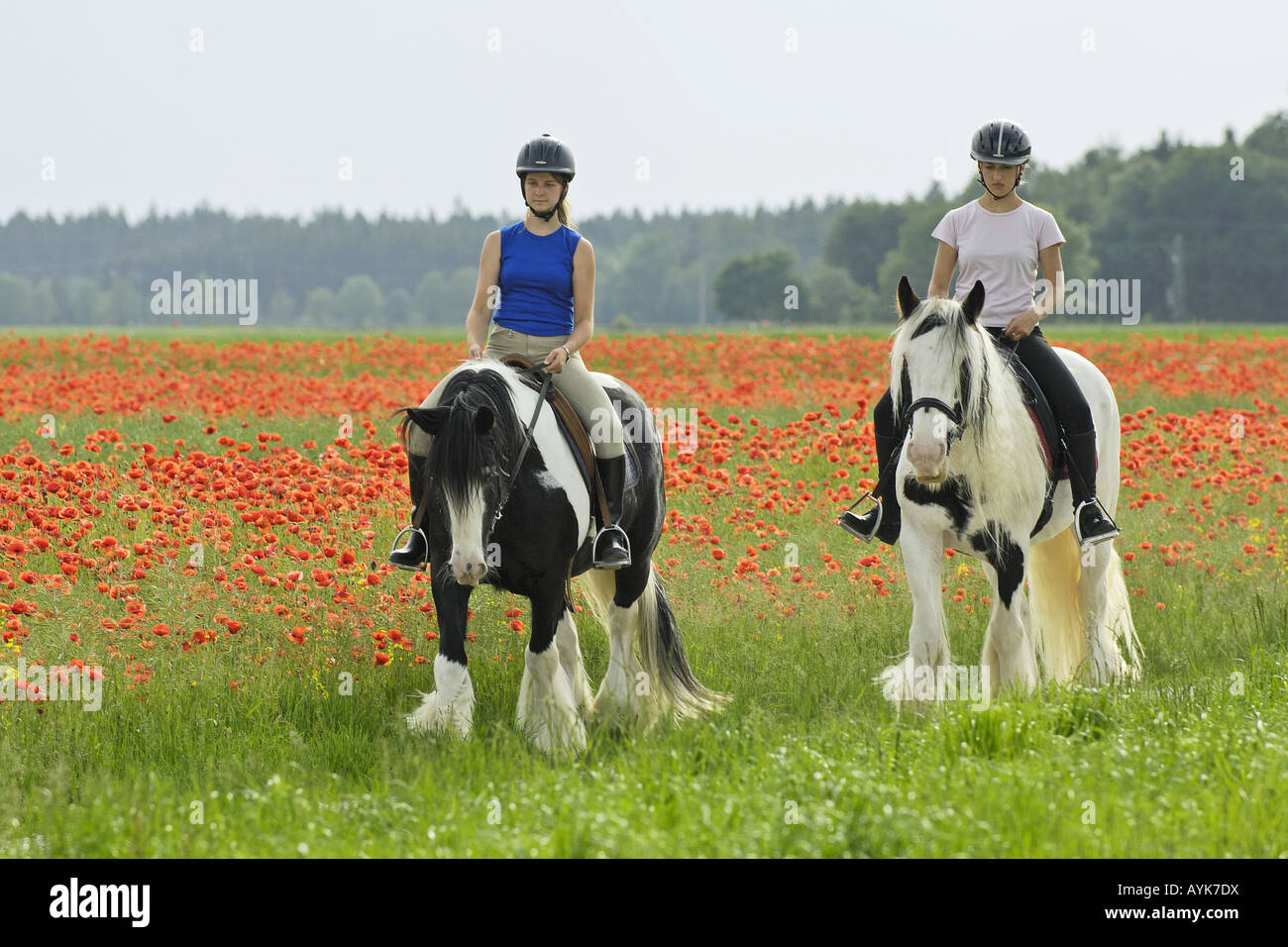 Tinker, Gypsy Cob. Two girls riding Irish Cobs Stock Photo - Alamy