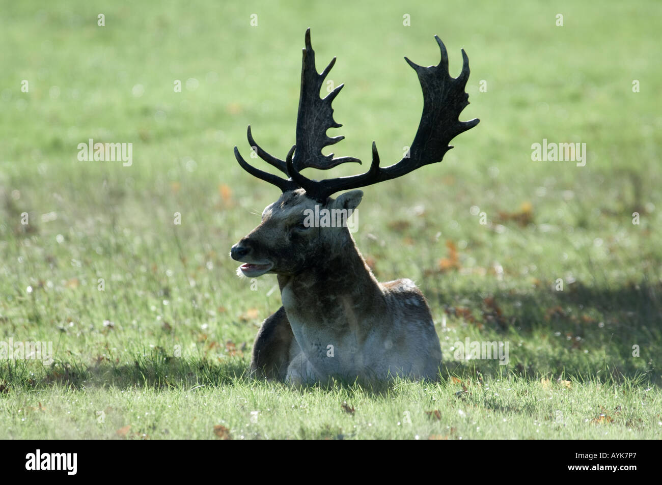 Stag Fallow Deer (Cervus dama), Richmond Park, Surrey, UK Stock Photo ...