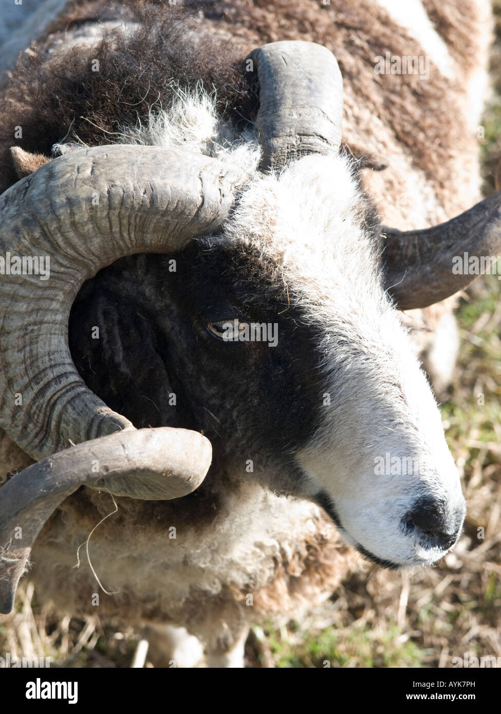 Jacob sheep curly horns hi-res stock photography and images - Alamy