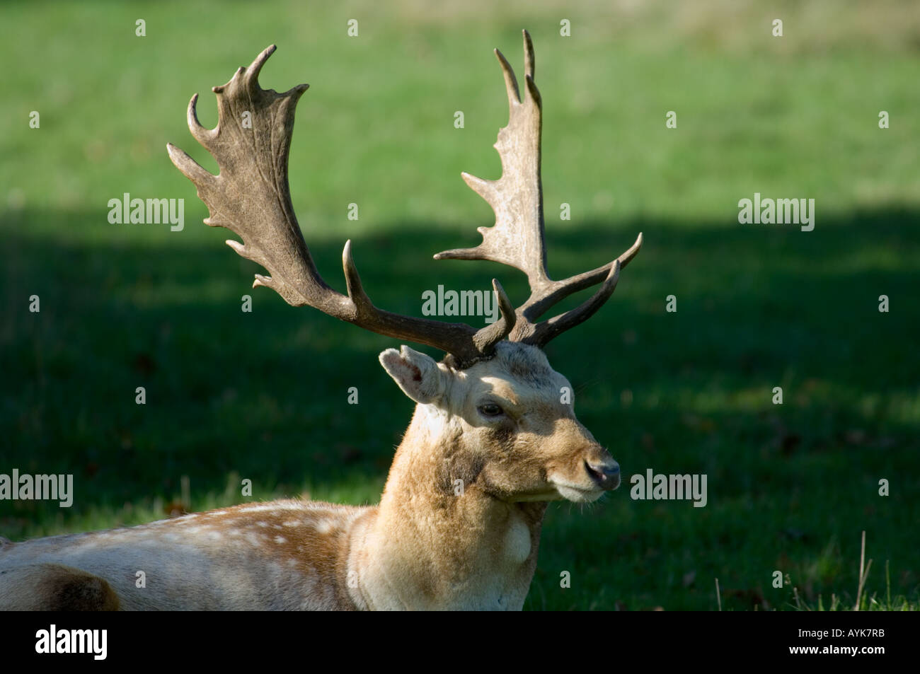 Cervus dama dama hi-res stock photography and images - Alamy