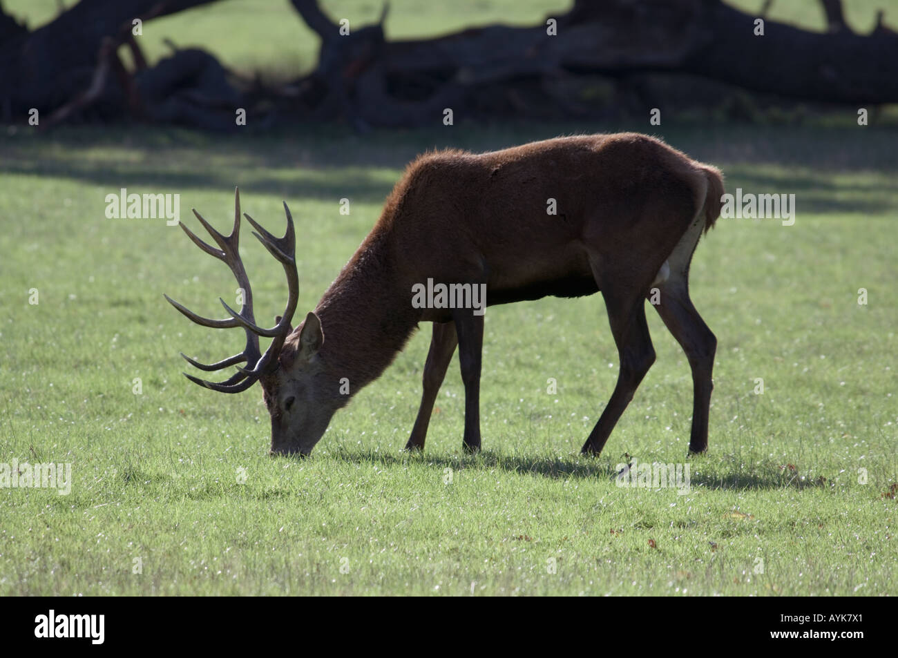 Roe deer uk hi-res stock photography and images - Alamy