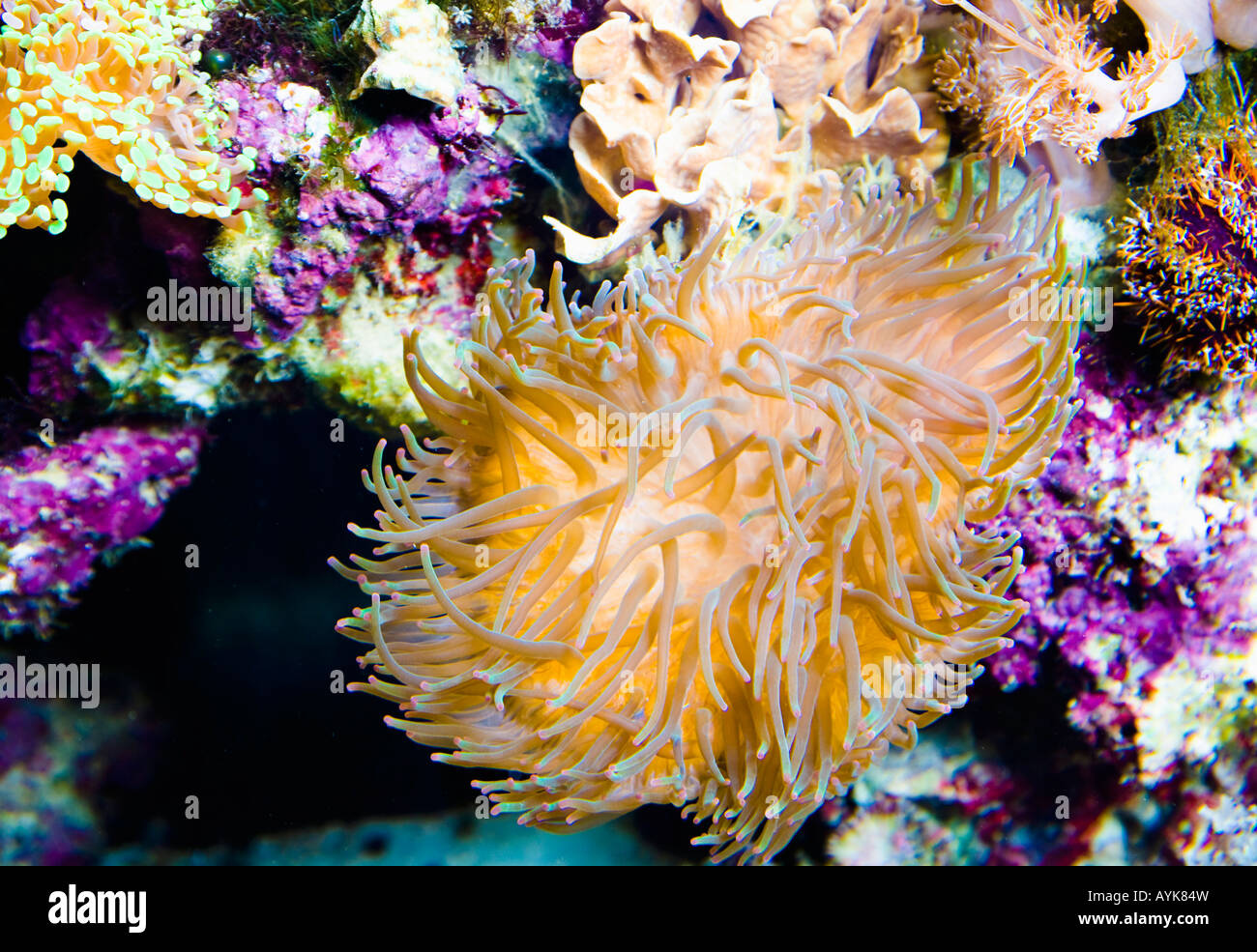 Seaplant hi-res stock photography and images - Alamy
