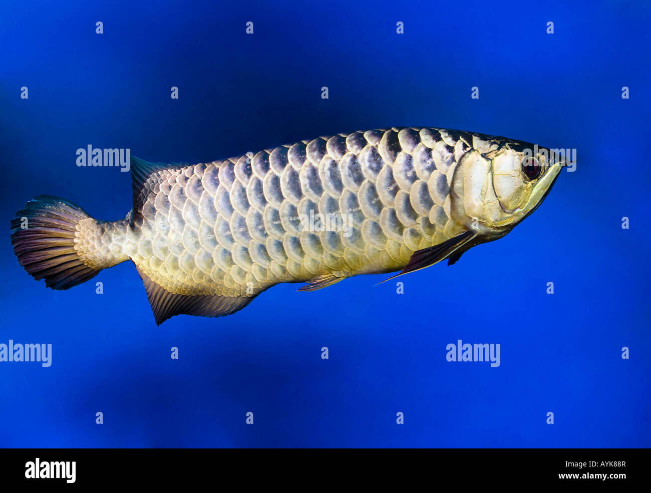 Amphibian fish hi-res stock photography and images - Alamy