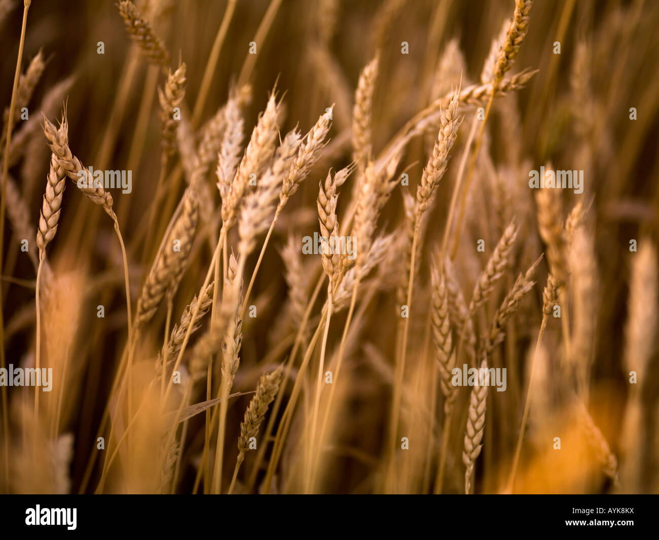 Natural wheat stalks hi-res stock photography and images - Alamy