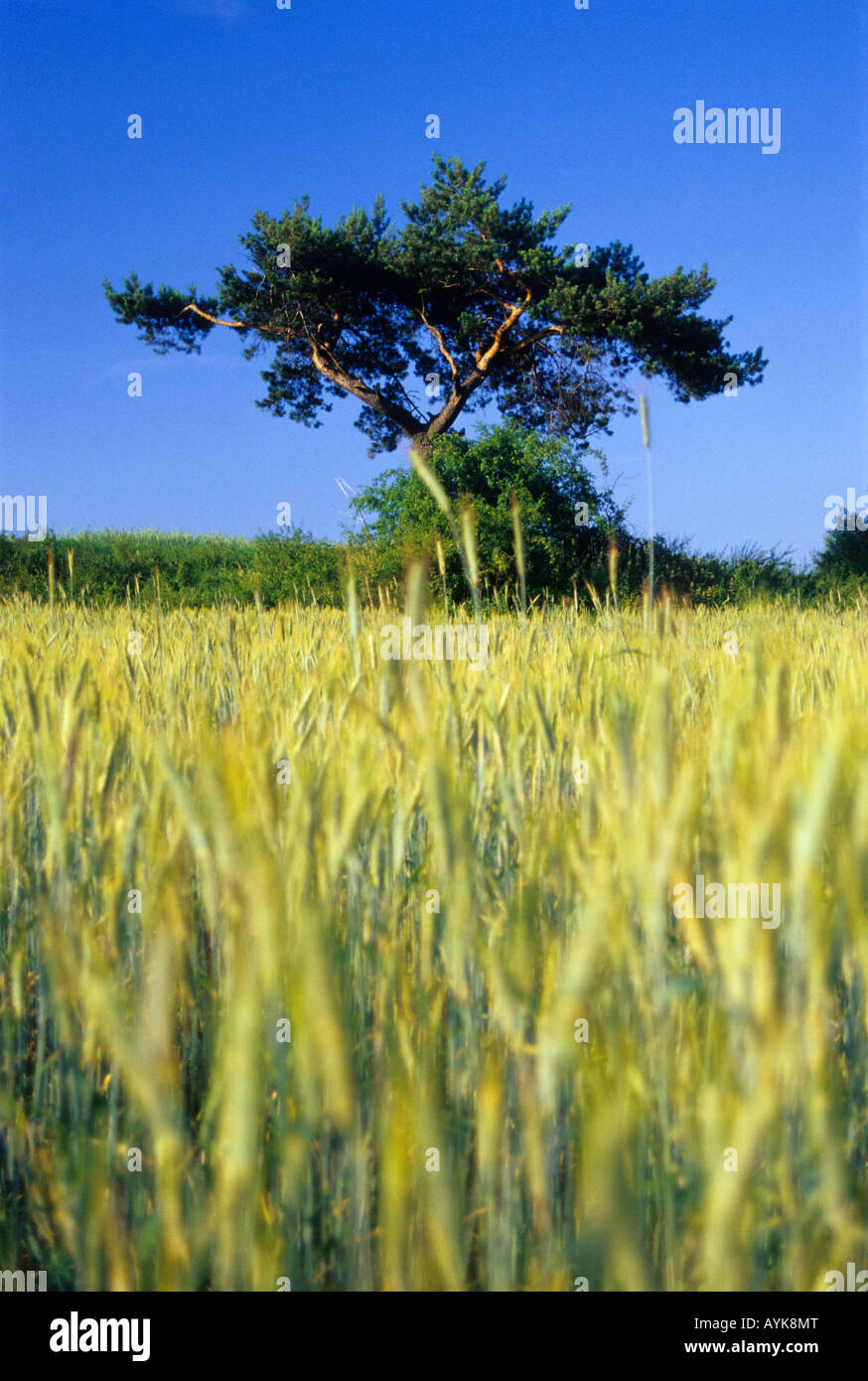 Polish Poland landscape scenery Stock Photo - Alamy