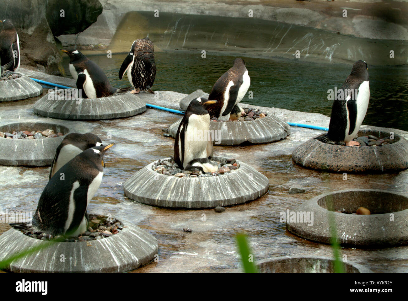 Edinburgh penguins hi-res stock photography and images - Alamy