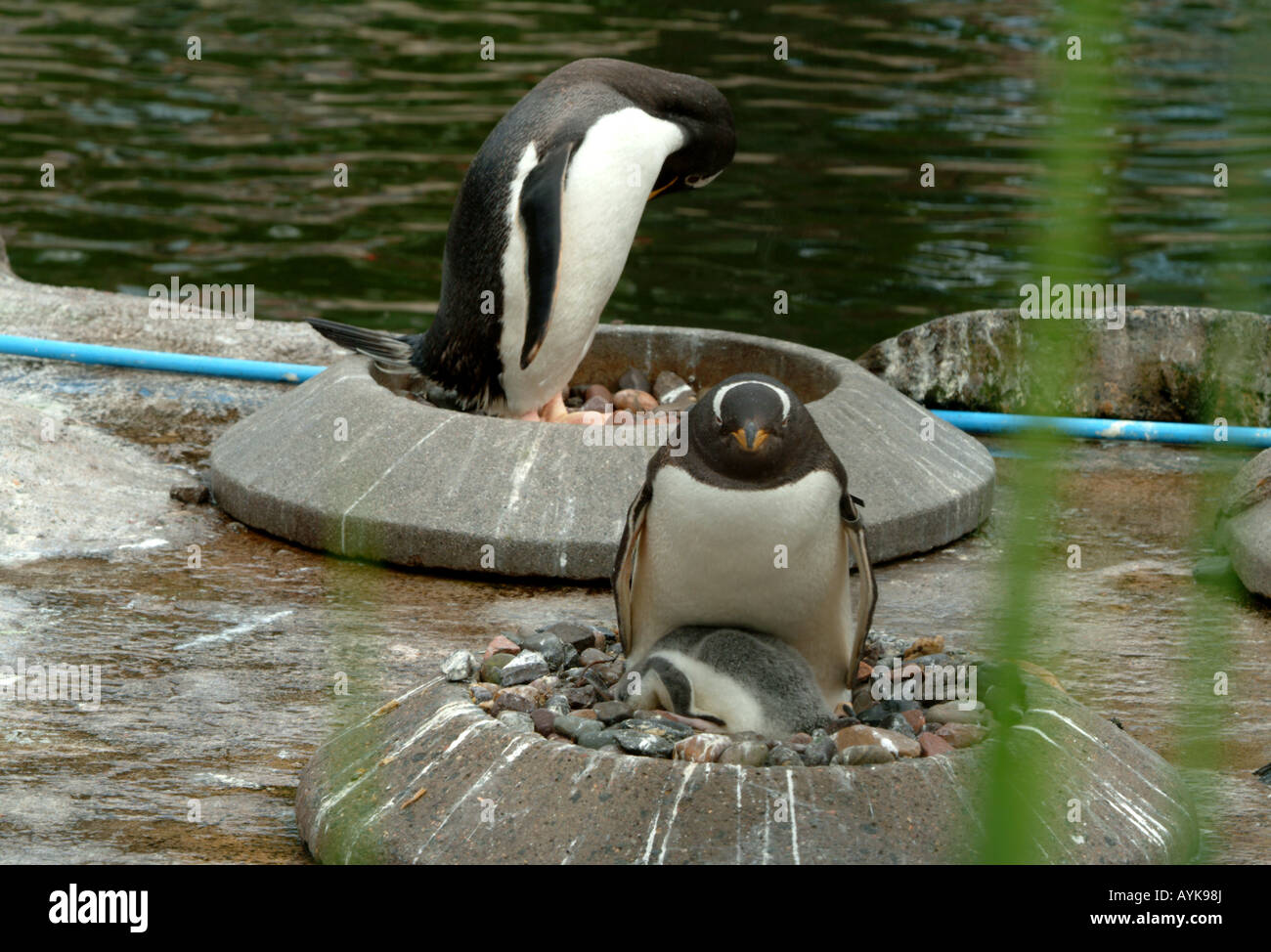 Edinburgh penguins hi-res stock photography and images - Alamy