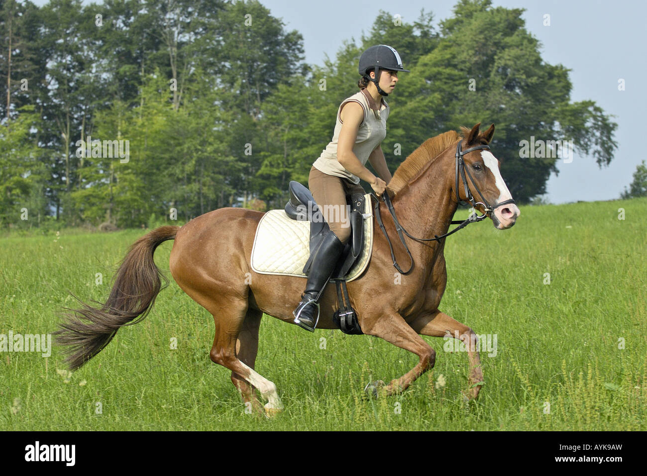 rider on a German pony - galloping on meadow Stock Photo - Alamy