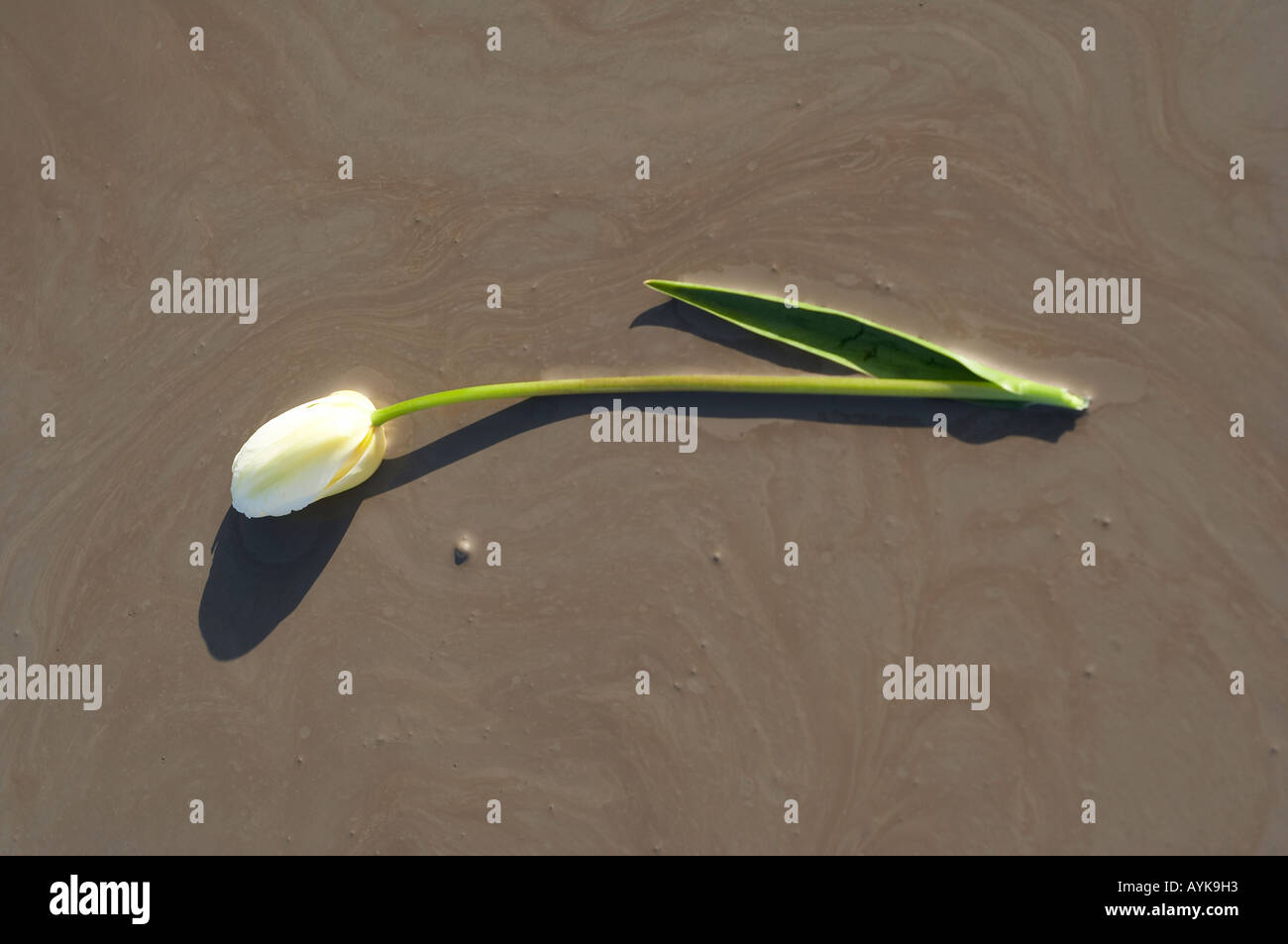 Single white tulip in the mud Stock Photo - Alamy
