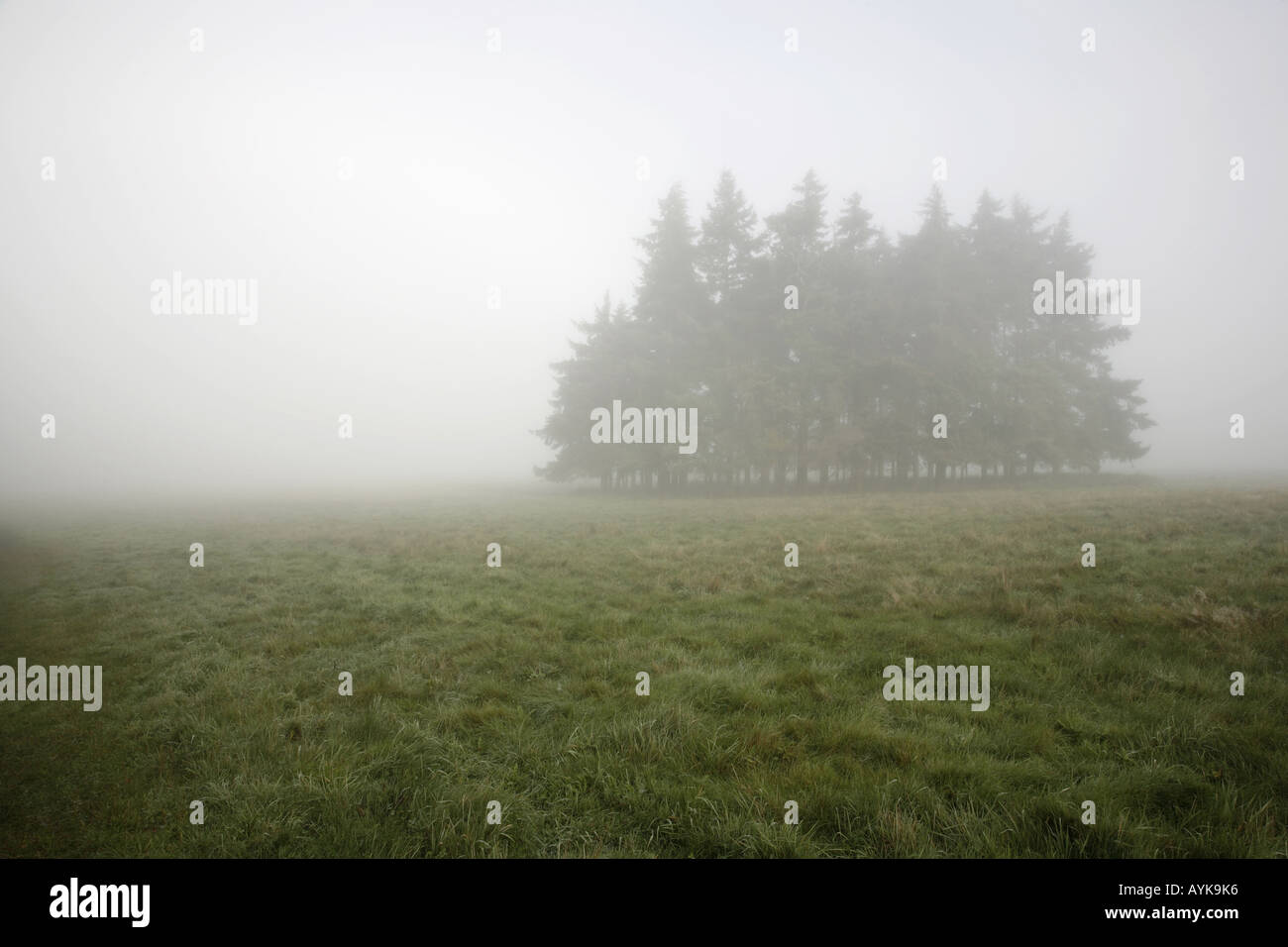 Circle of Trees, Hertfordshire, England Stock Photo - Alamy