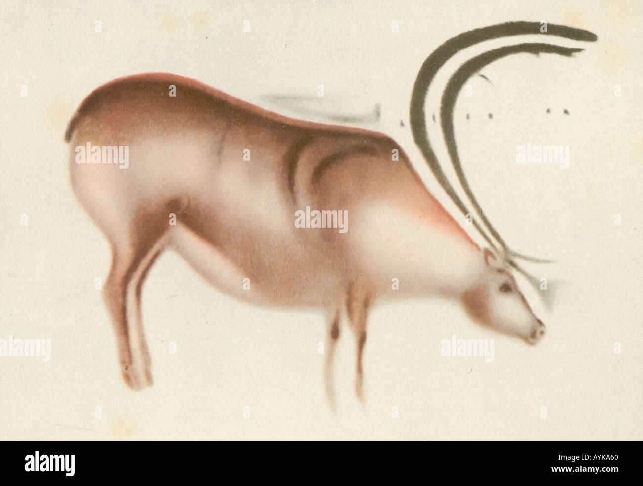 Prehistoric Cave Paintings Deer