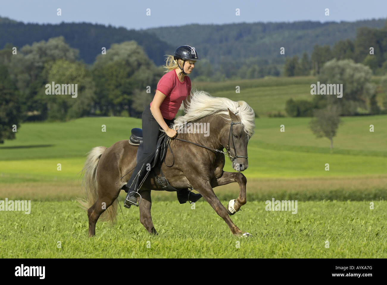 Horsewoman riding on icelandic horse hi-res stock photography and ...