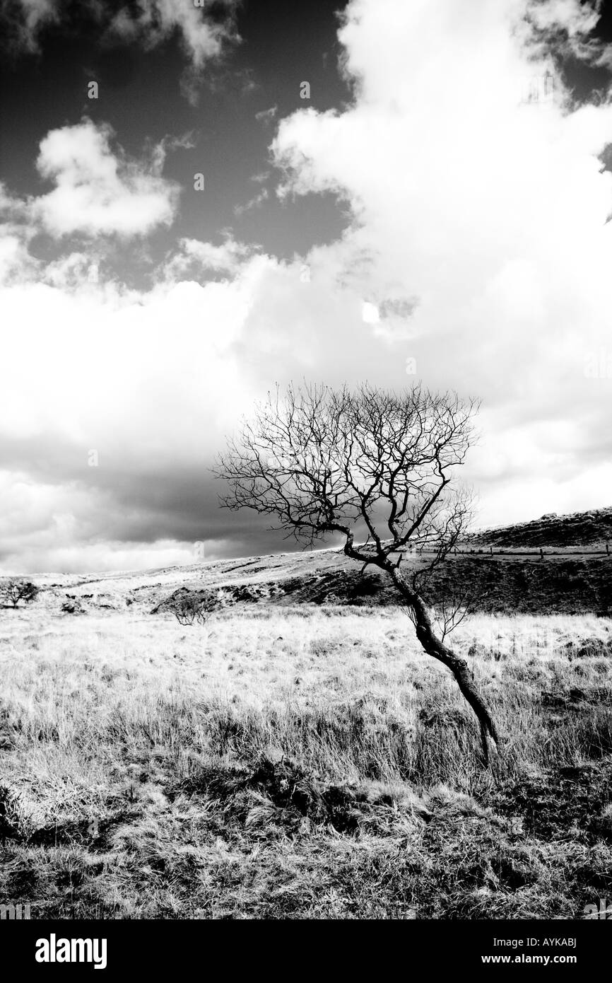 Big clouds languish on a dark blue sky behind a weather-beaten tree on ...