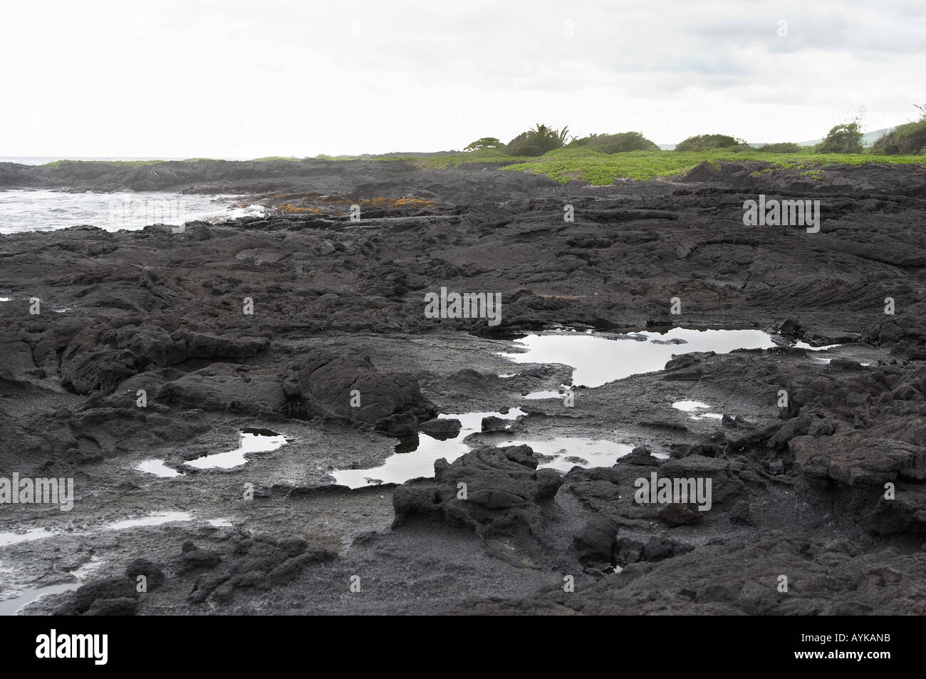 Punaluu tide pool Stock Photo - Alamy