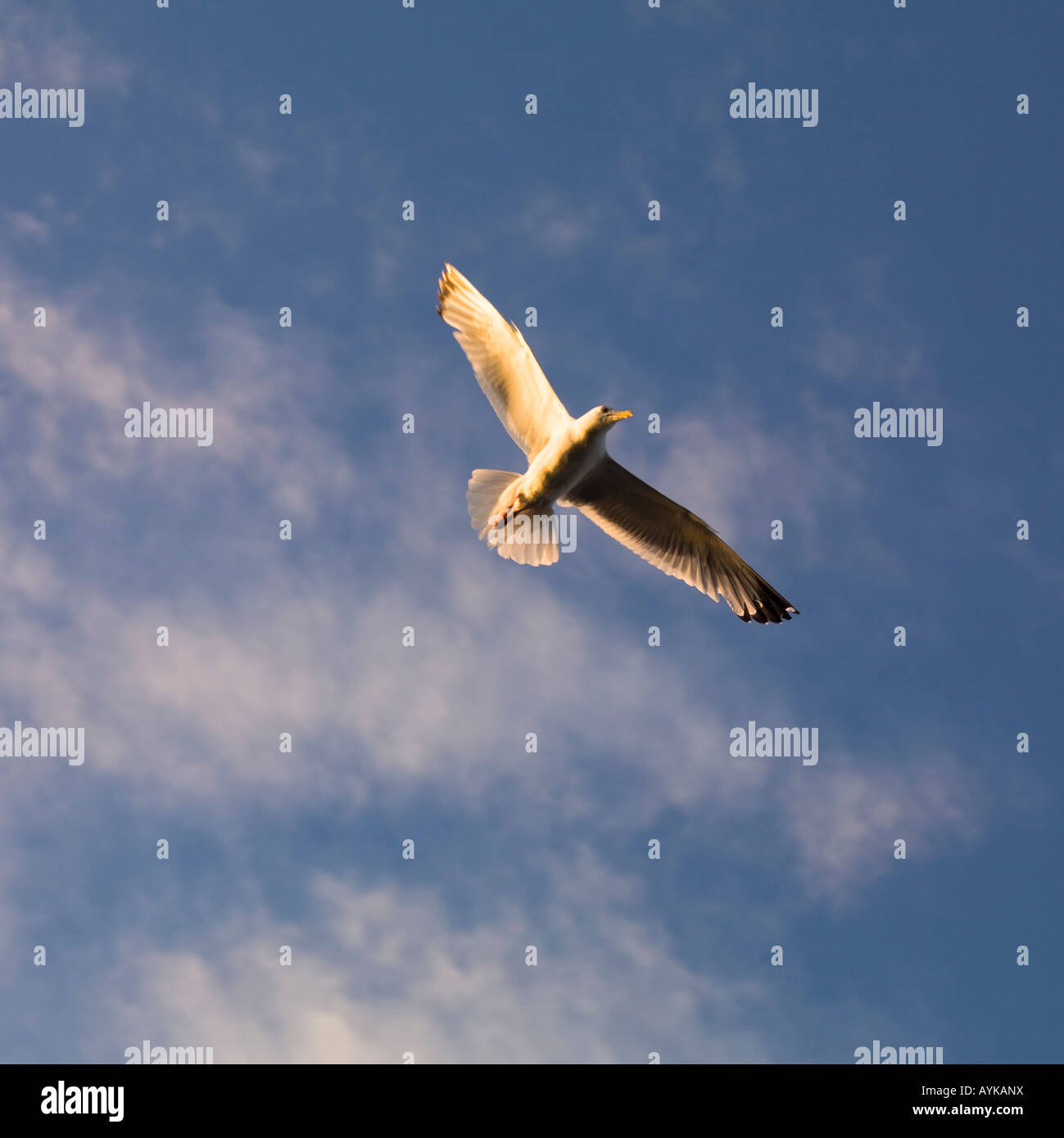 Birds soaring in the sky hi-res stock photography and images - Alamy