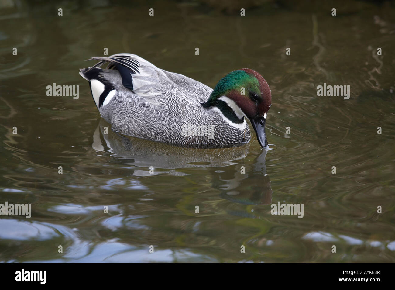 Falcate hi-res stock photography and images - Alamy