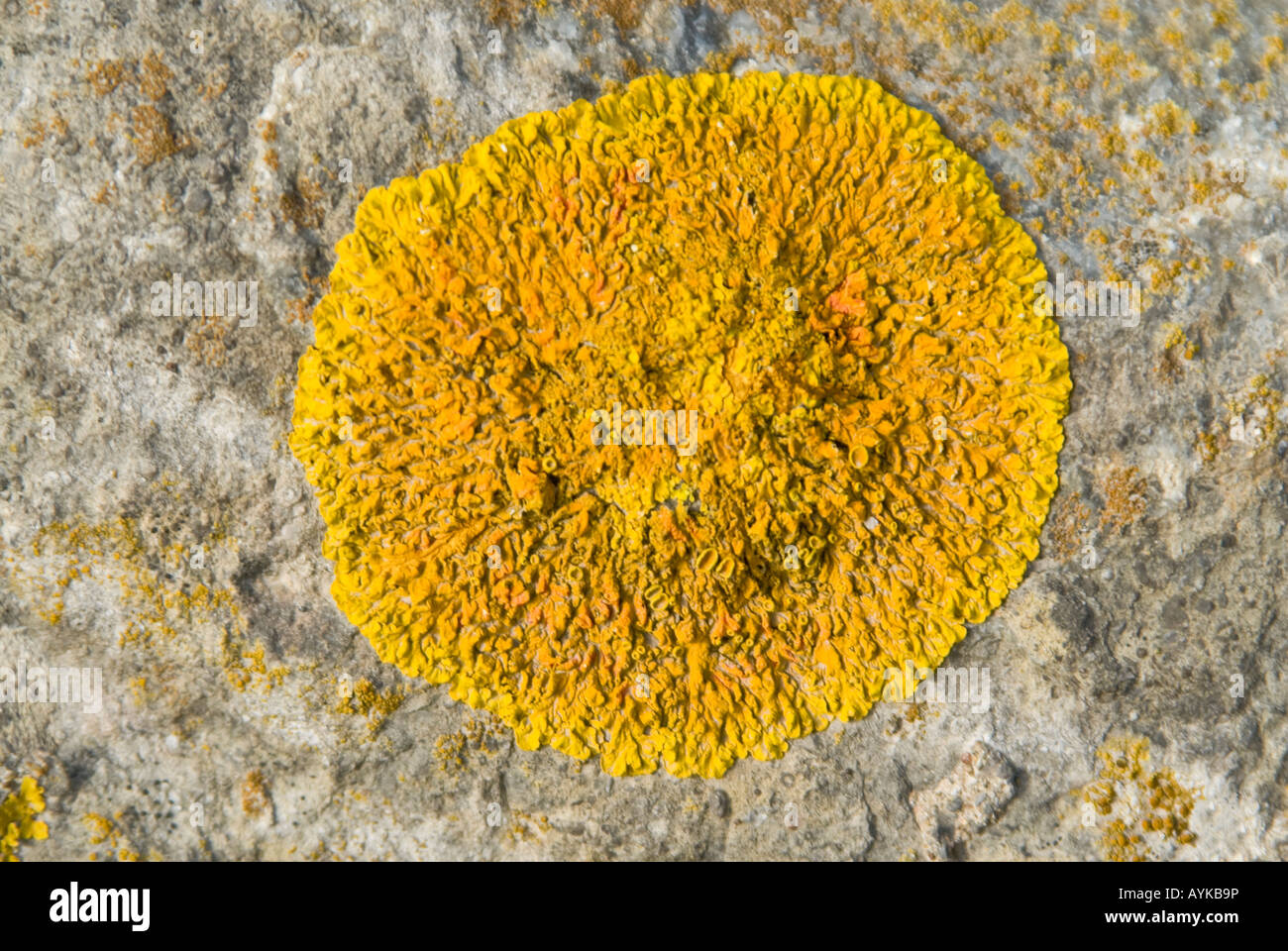 Horizontal close up of a patch of bright yellow and orange crustose ...