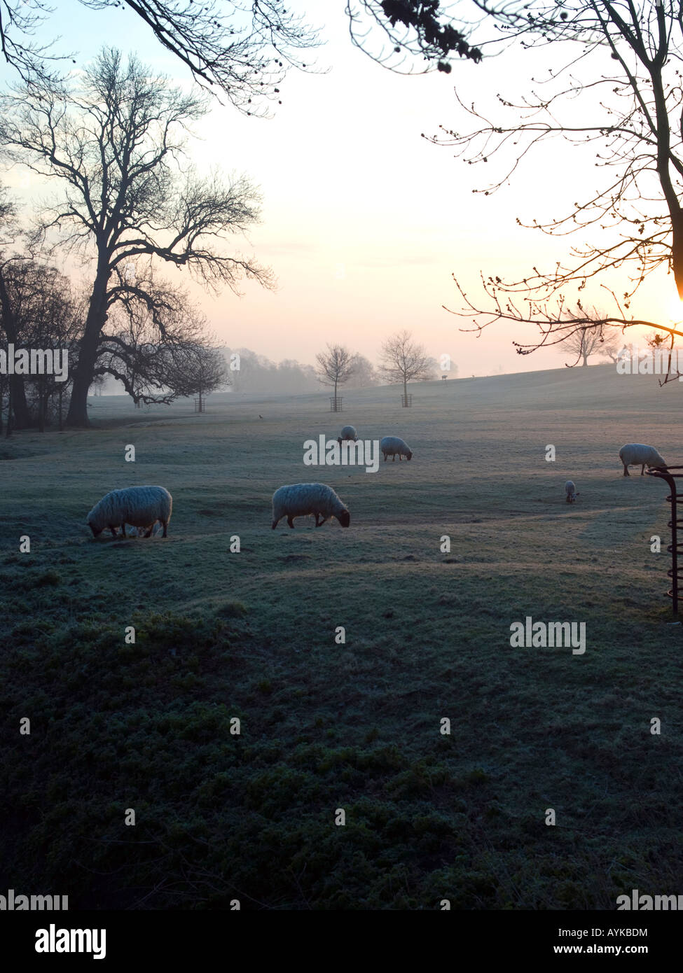 Extensive livestock farming farm hi-res stock photography and images ...