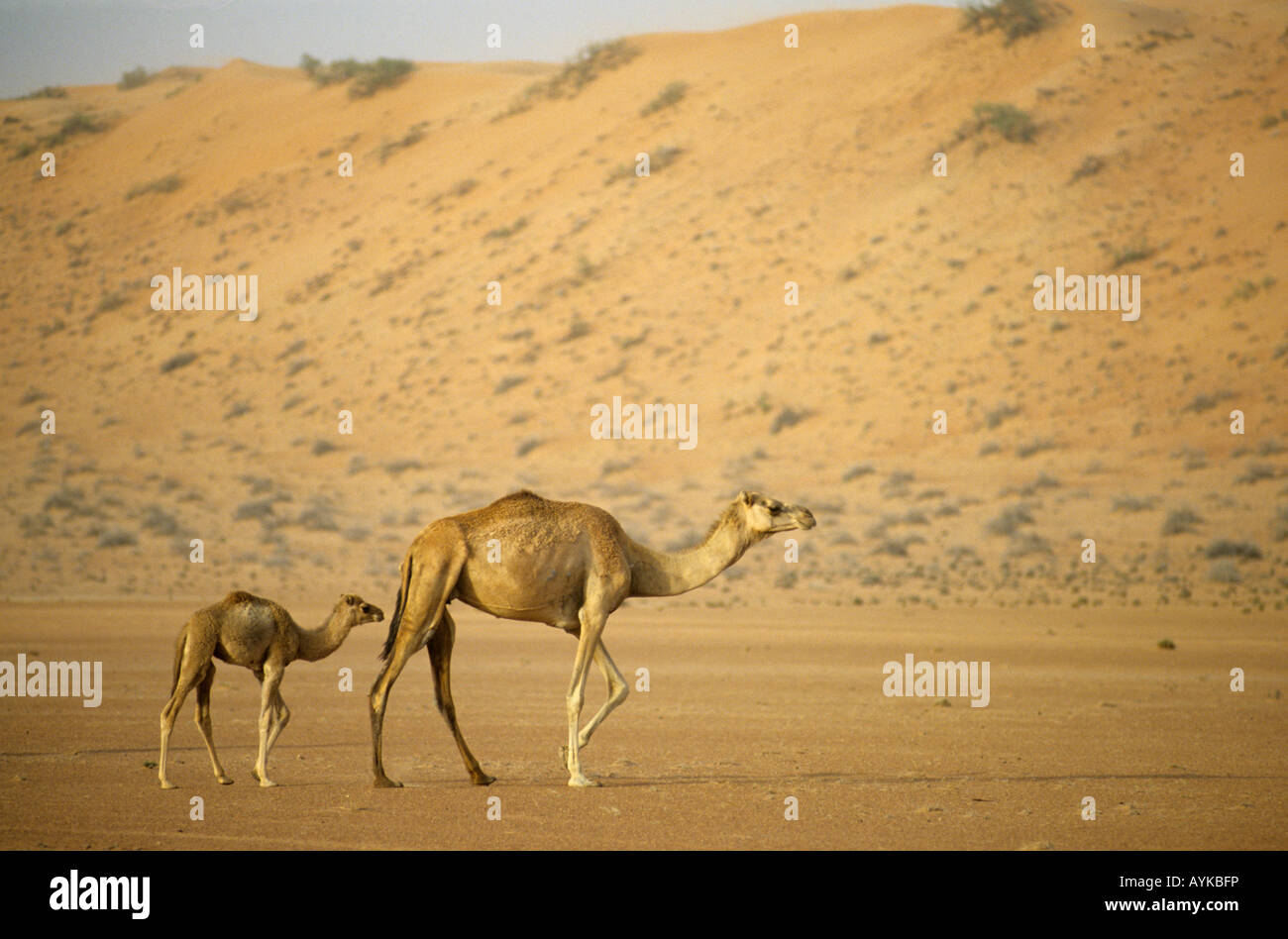 Baby camel and mother hi-res stock photography and images - Alamy