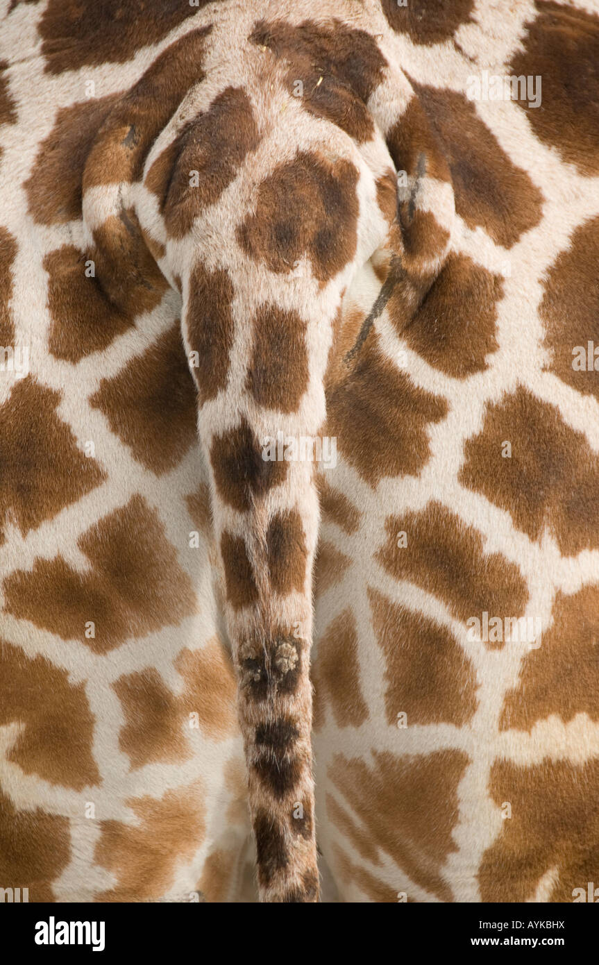 Close up of the tail of a Giraffe [Giraffa Camelopardalis] at West ...
