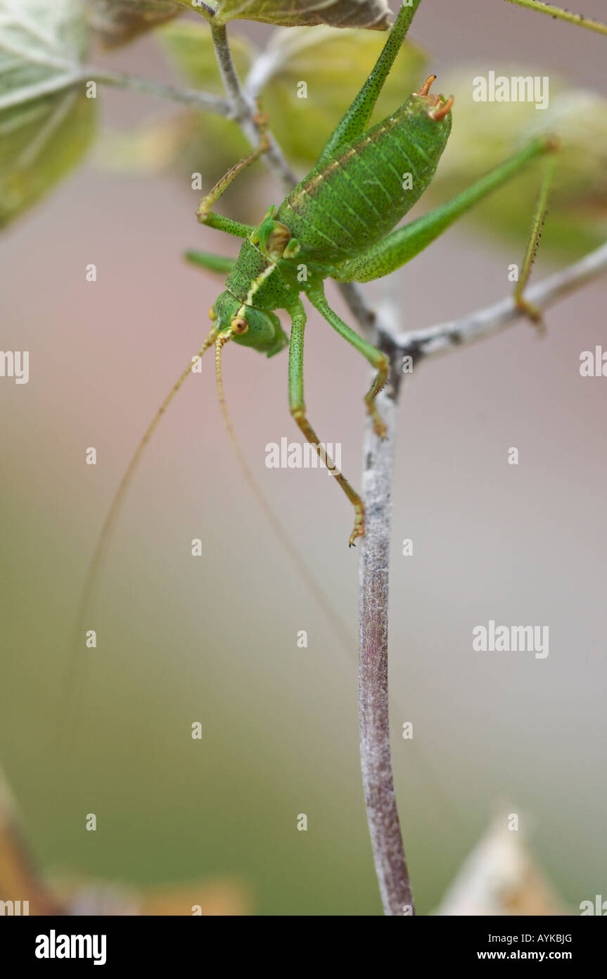 Greenfly or Aphid Stock Photo - Alamy